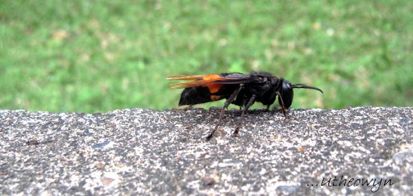 Greater Banded Hornet | Project Noah