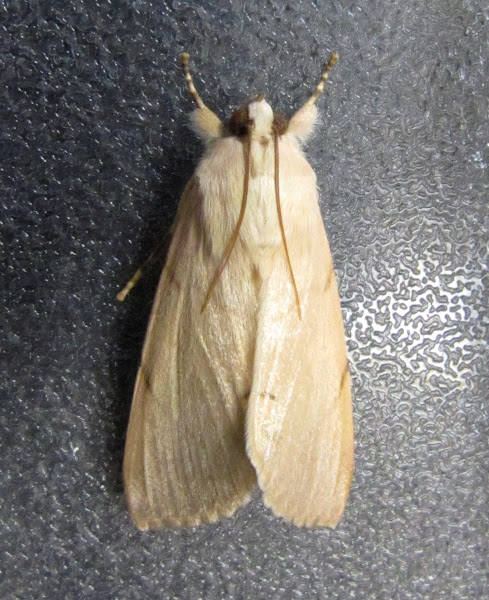 Palm Flower Moth | Project Noah