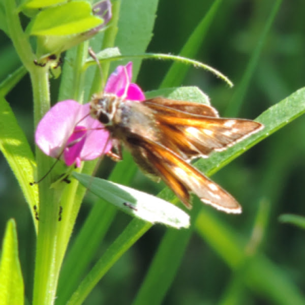 Sachem | Project Noah