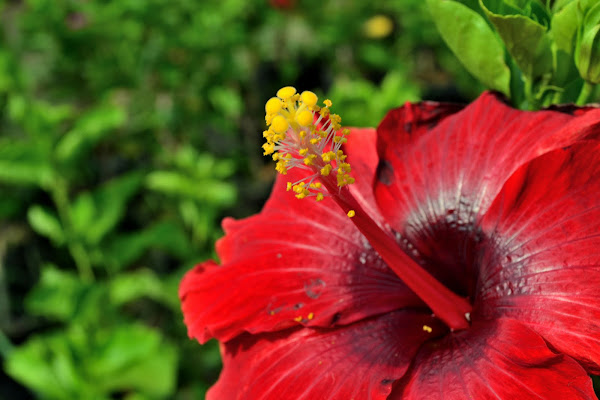 Amapola flower | Project Noah