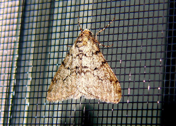 Small Phigalia Moth | Project Noah