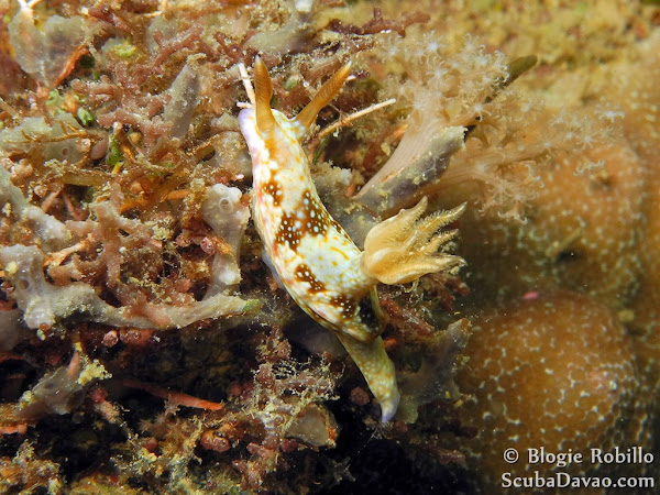 Hypselodoris reidi | Project Noah