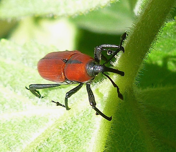 Red Weevil | Project Noah