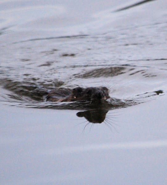 Round Tail Muskrat | Project Noah