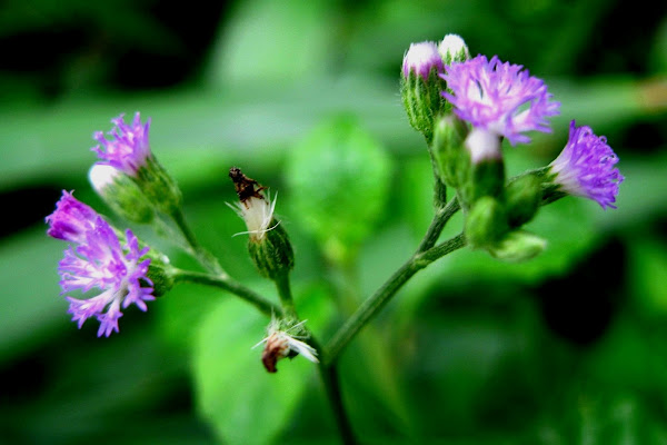 Ash Fleabane | Project Noah