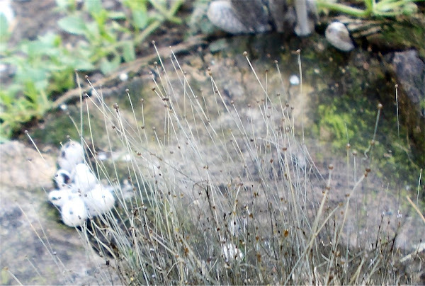 Phycomyces blakesleeanus | Project Noah