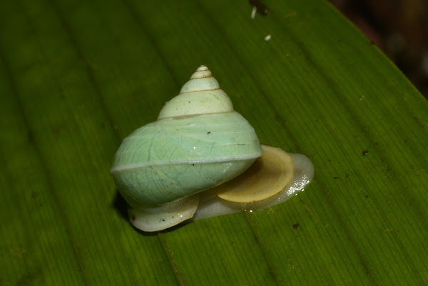 Green Snail | Project Noah