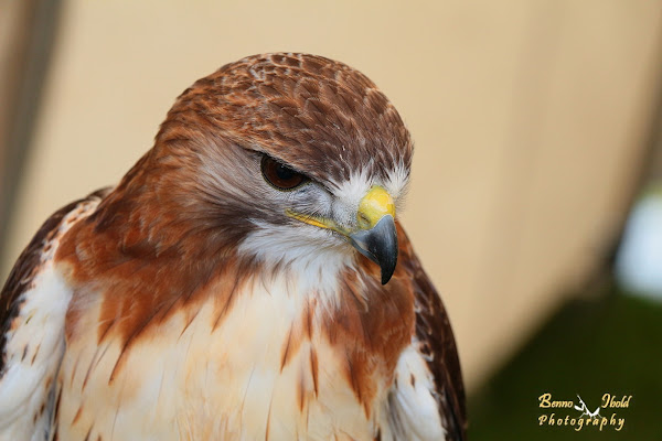 Common Buzzard | Project Noah