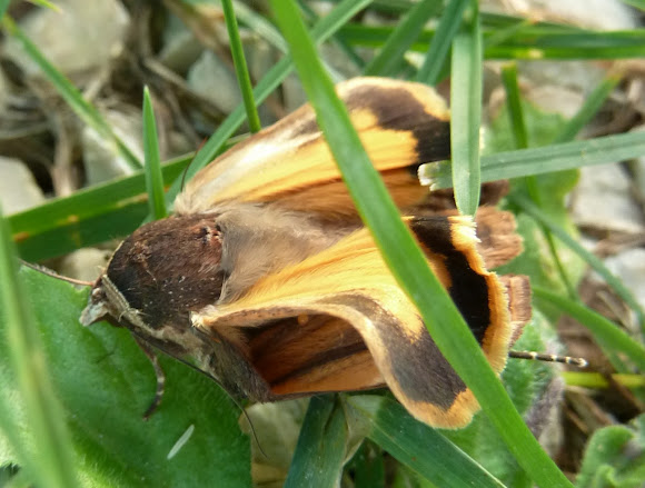 Injured Moth | Project Noah