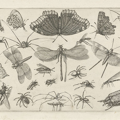 Insecten, Jacob Hoefnagel, after Joris Hoefnagel, 1630 - Rijksmuseum