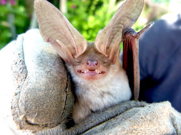 Pallid Bat | Project Noah