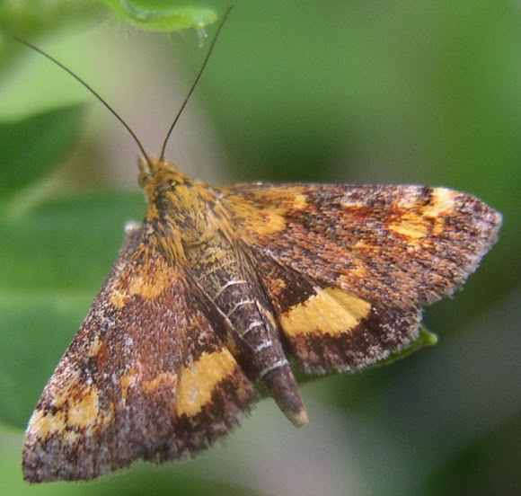 Orange-spotted Pyrausta. | Project Noah