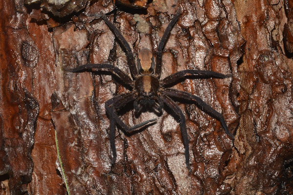 Spider | Project Noah