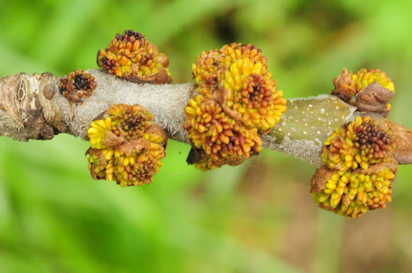 Oregon ash leaf buds | Project Noah