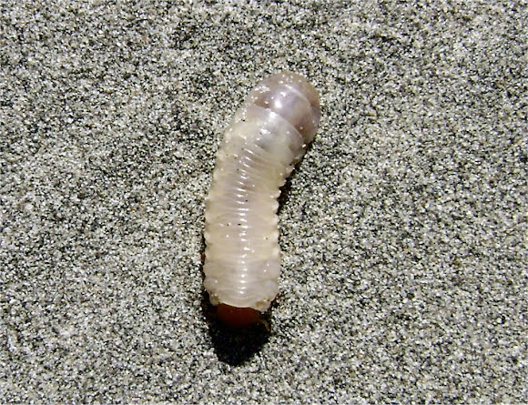 Beetle larva on the beach | Project Noah