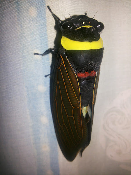 Cicada | Project Noah