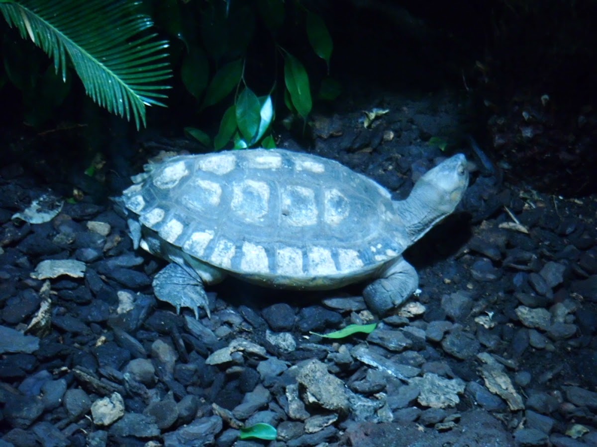 Giant Asian Pond Turtle | Project Noah