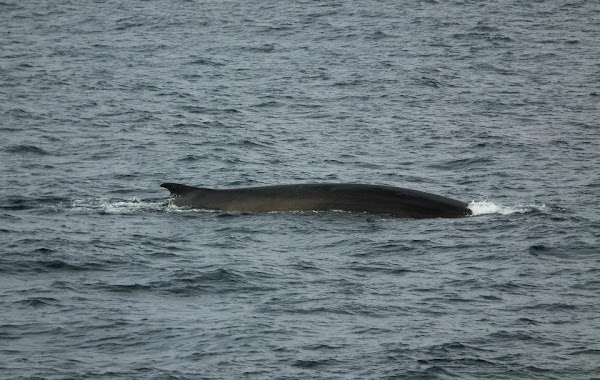 Fin Whale | Project Noah