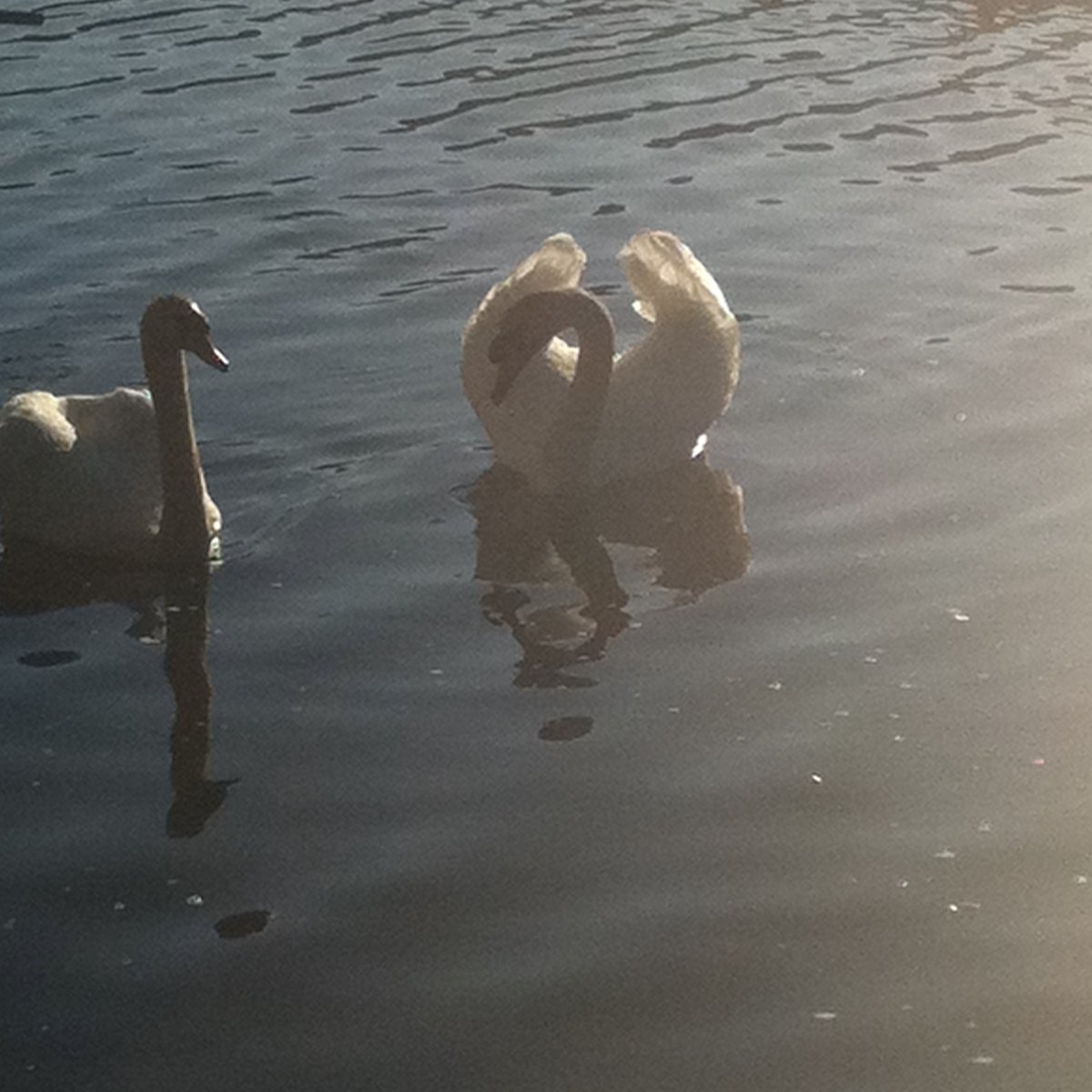 Mute swan pair | Project Noah