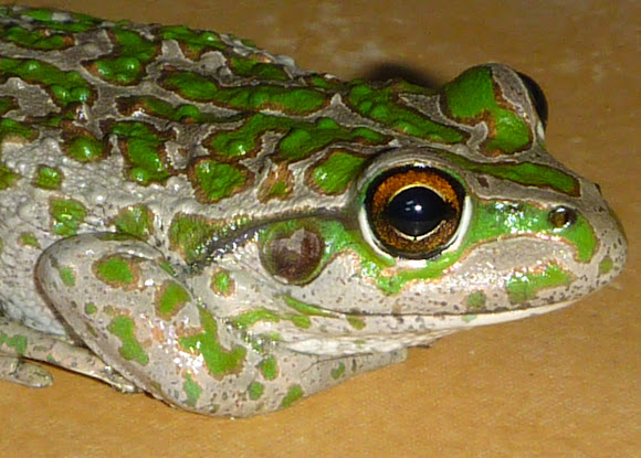 Spotted-thighed Frog | Project Noah