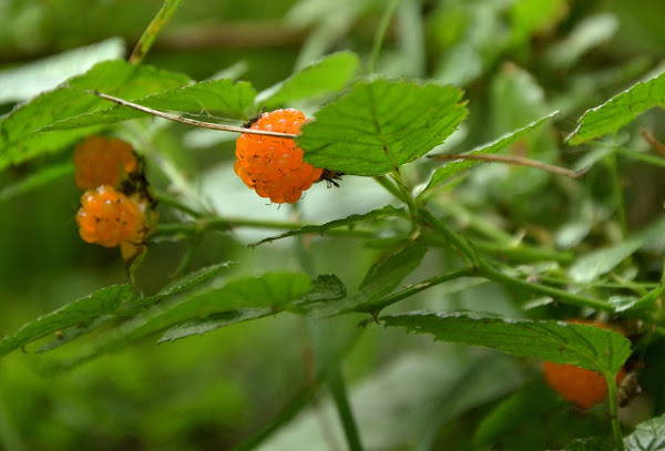 Yellow Himalayan Raspberry | Project Noah