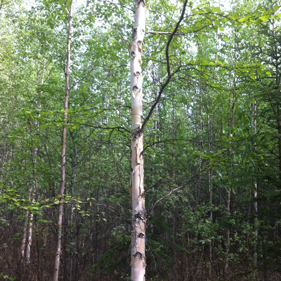 Paper birch | Project Noah