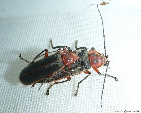 Soldier Beetle | Project Noah