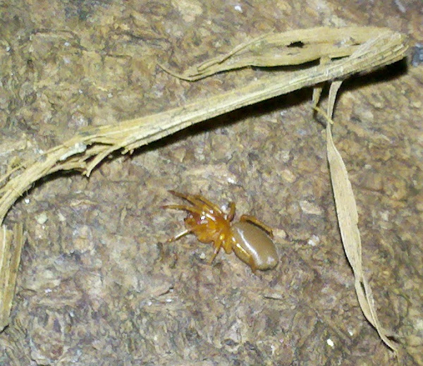 Slater spider | Project Noah