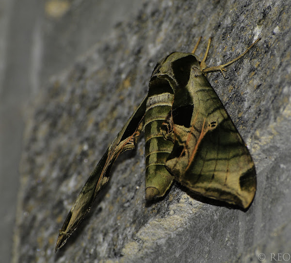 Pandorus Sphinx | Project Noah