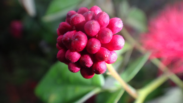 Red Powder Puff | Project Noah