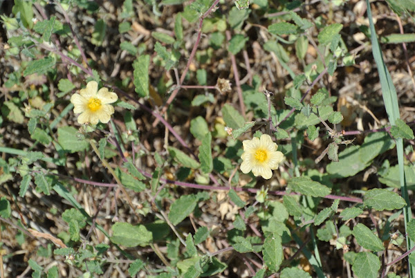 Spreading fanpetals | Project Noah