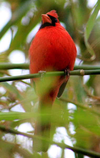 Cardinal | Project Noah