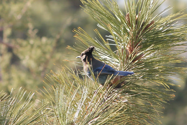 Steller's Jay | Project Noah