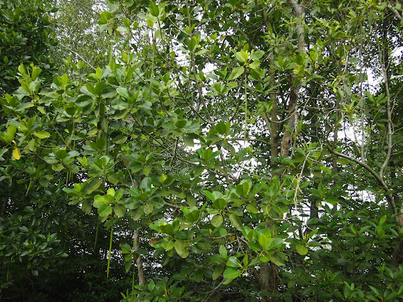 Bakau / mangrove plant | Project Noah