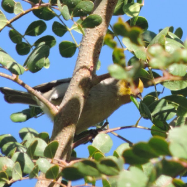 Verdin | Project Noah