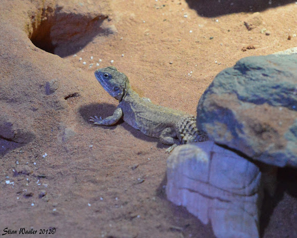 Shield-tailed Agama | Project Noah