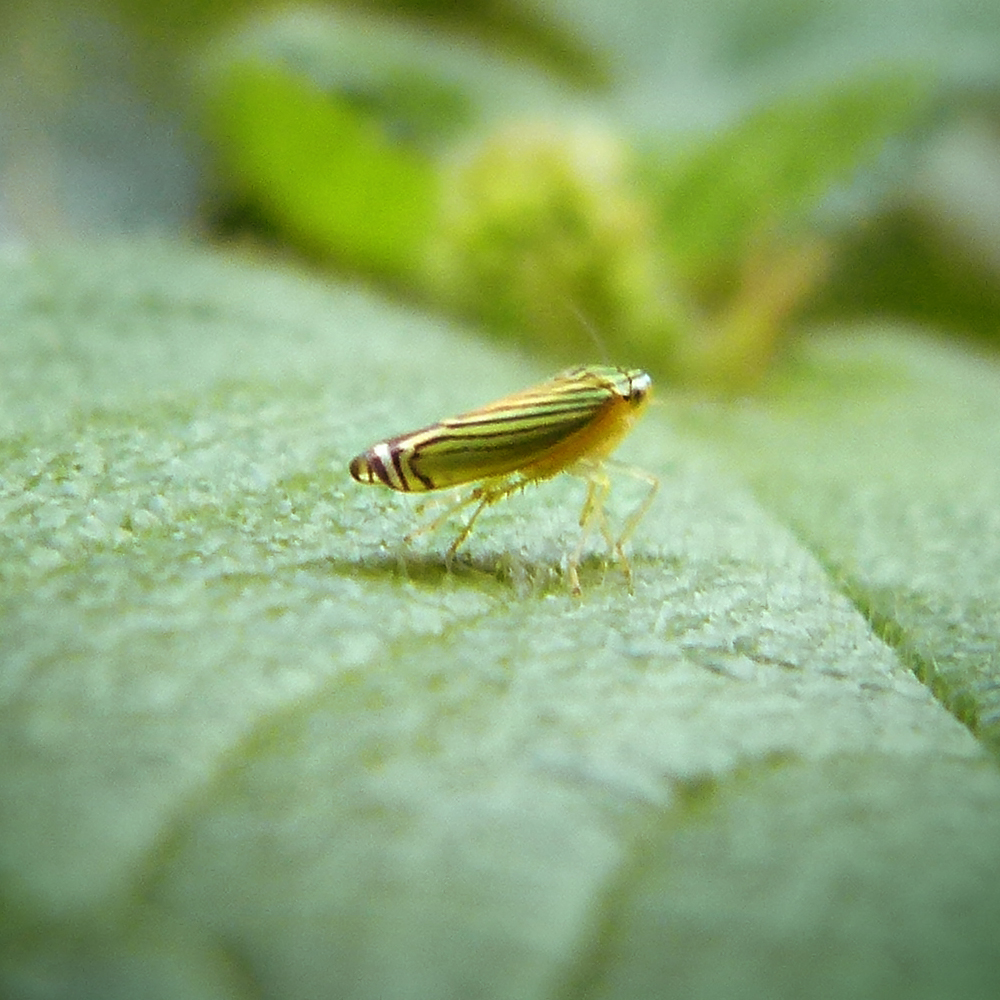 Chicharrita | Project Noah