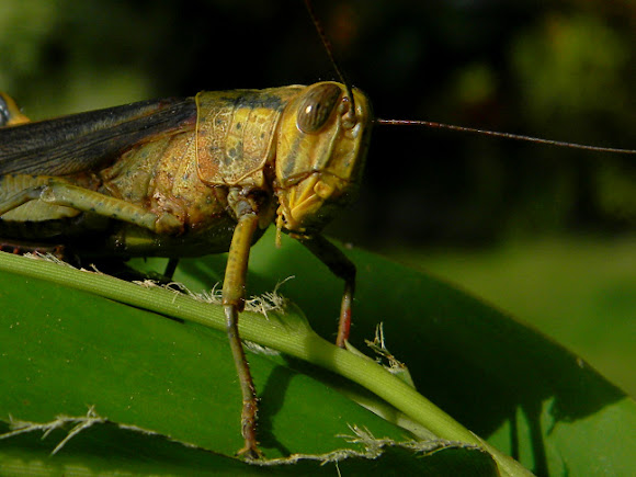 Javanese grasshopper, belalang kayu, belalang kunyit | Project Noah