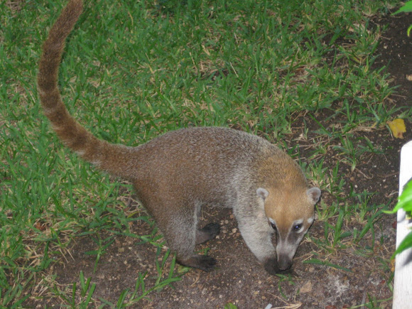 Coati (mexican tejon) | Project Noah