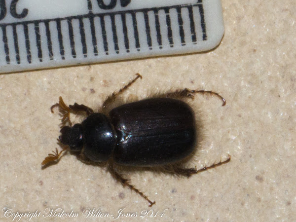 Beetle | Project Noah