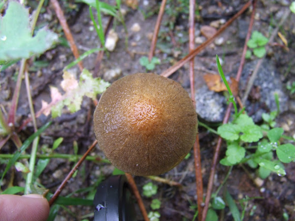 Dune brittlestem | Project Noah