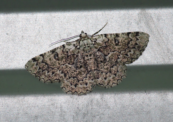 Common Brown Looper Moth | Project Noah