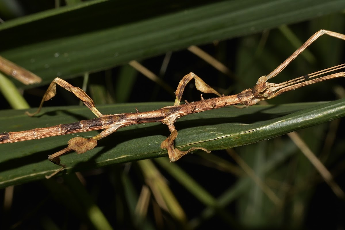 Stick Insect, Phasmid - Female | Project Noah