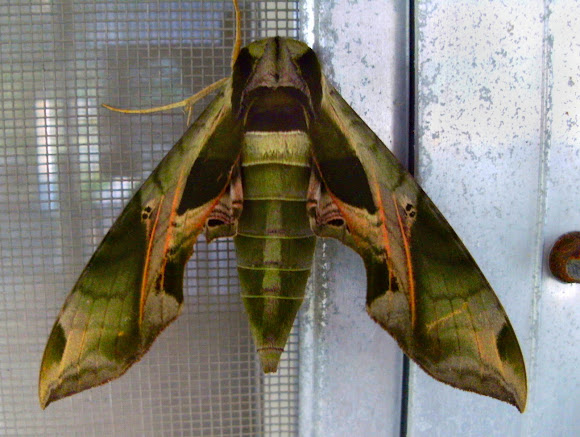 Pandora Sphinx Moth | Project Noah