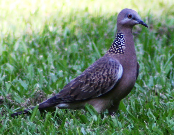 Spotted Turtle Dove | Project Noah