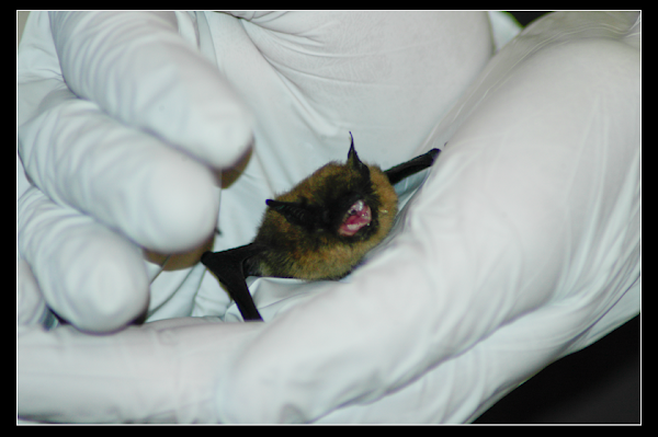 Myotis (Bat)? | Project Noah