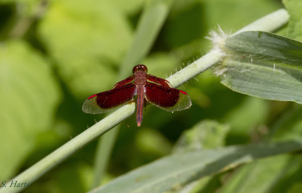 Painted Grasshawk | Project Noah