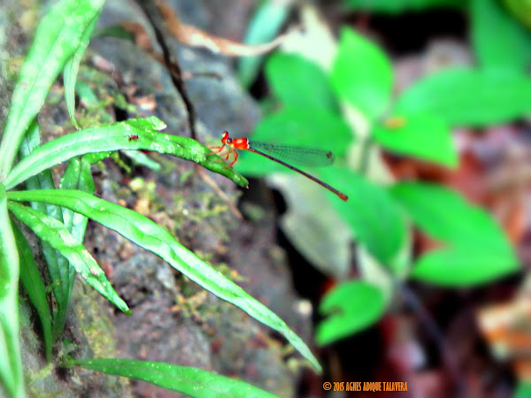 Risiocnemis Damselfly (Female) | Project Noah