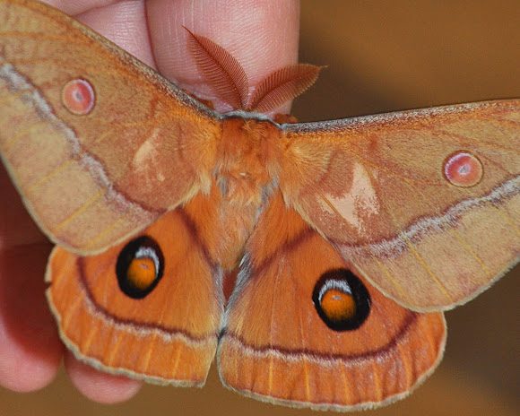 Helena gum moth | Project Noah