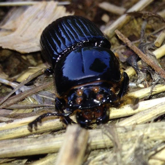 Patent Leather Beetle | Project Noah